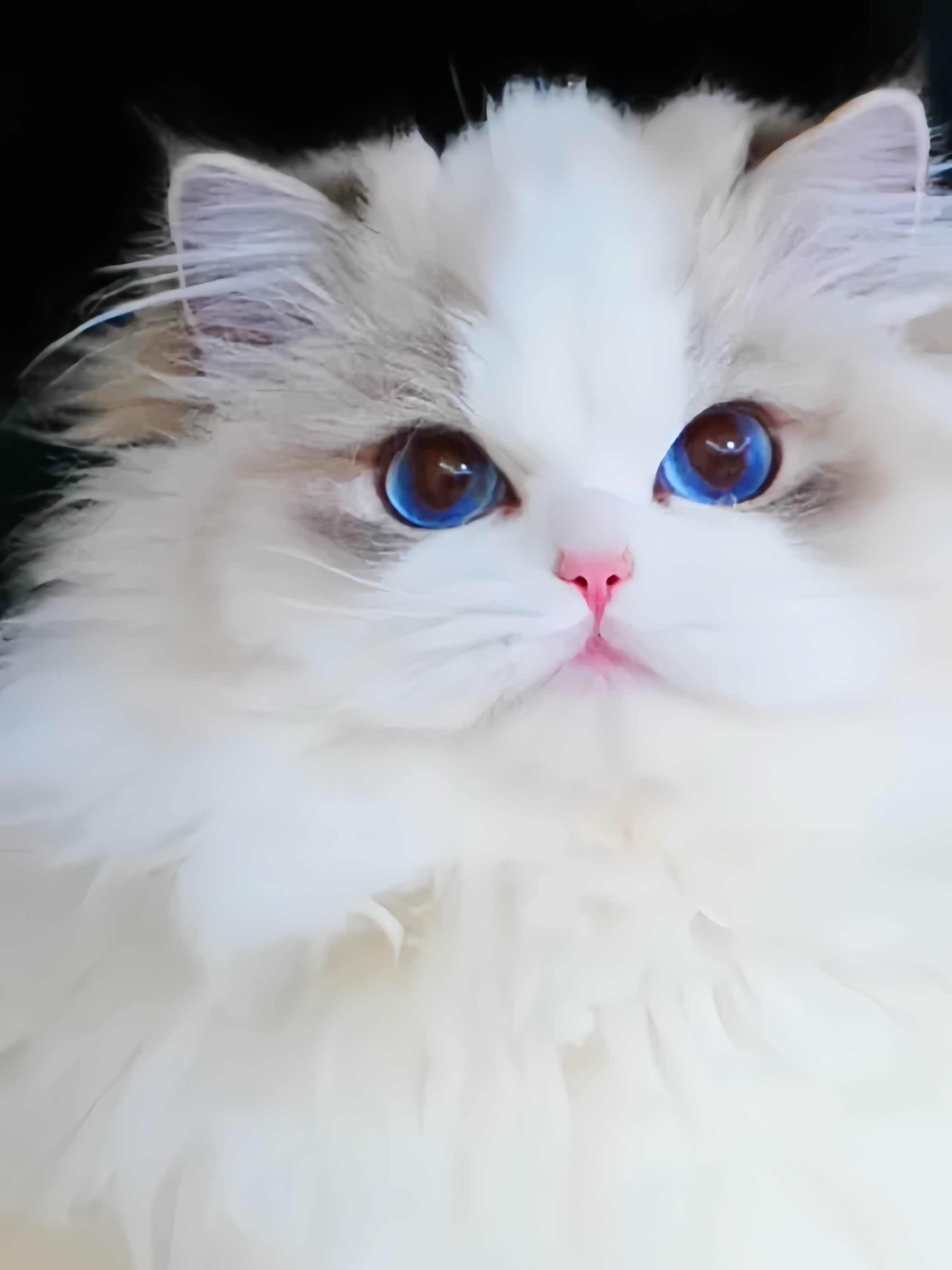 Kings – Hawaii Ragdoll Cattery